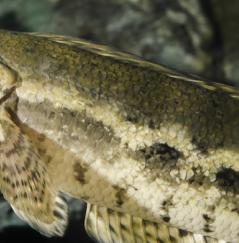 Snakehead Fishing in Maryland | VisitMaryland.org